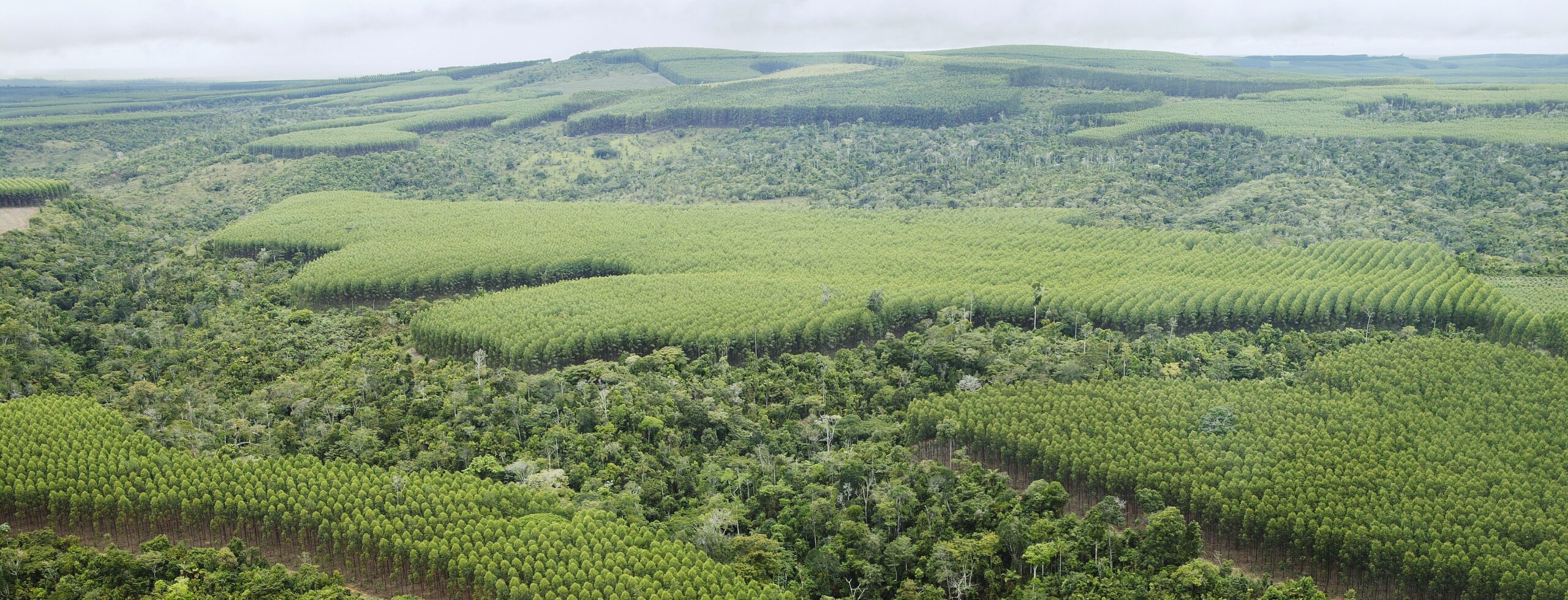 Southern plantations: "Just a shooting star" | SIFI